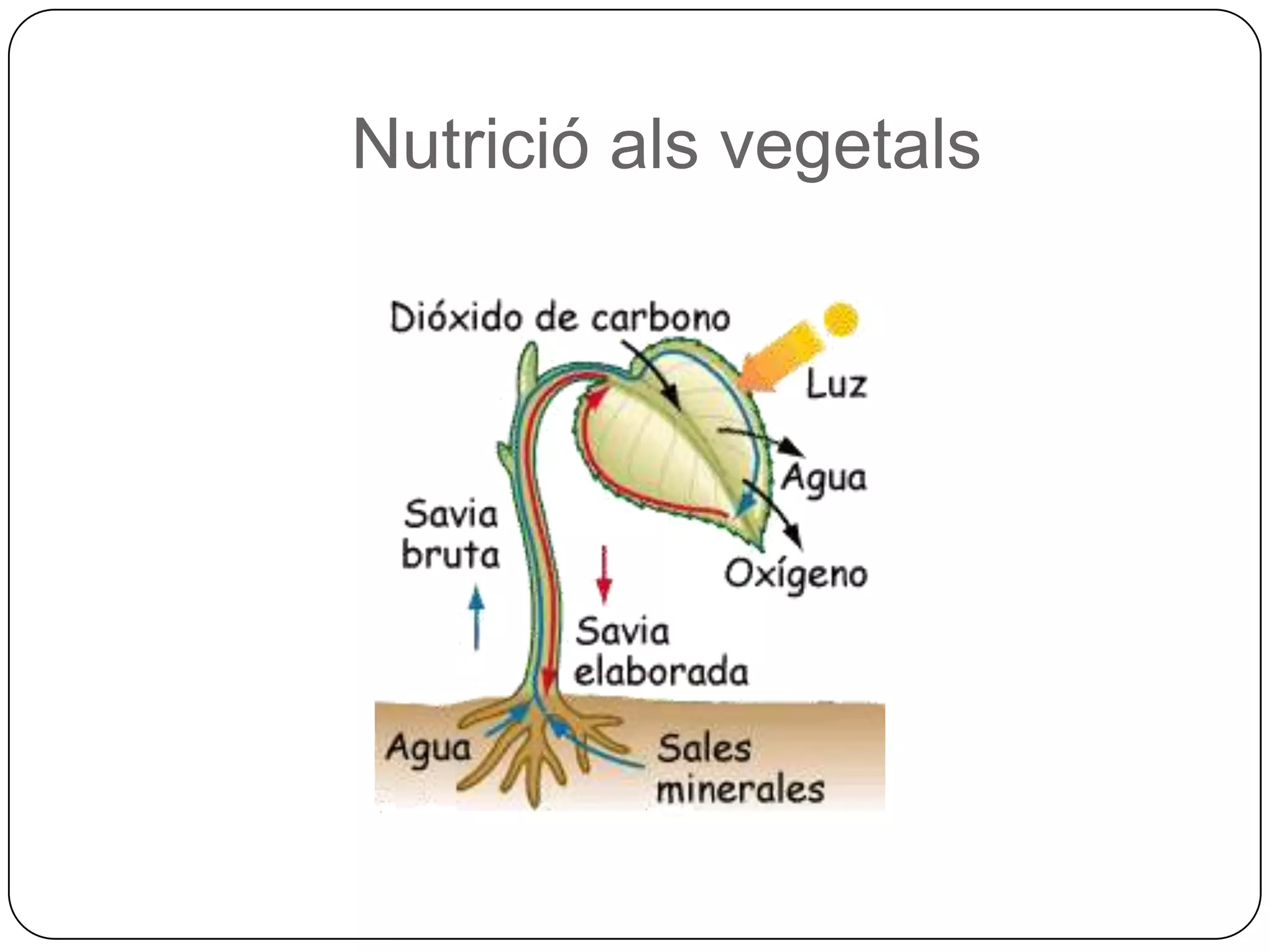 Nutrició a les plantes | PPTX