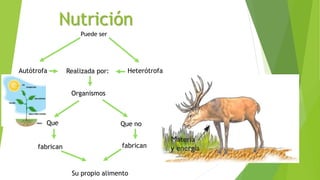 Nutrición Heterótrofa En Animales
