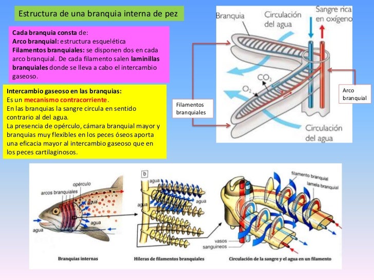 Nutrición animal.parte2