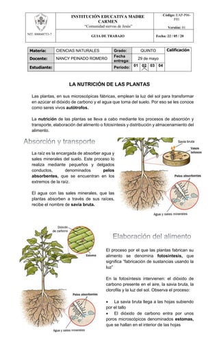 LA NUTRICIÓN DE LAS PLANTAS ES HETEROTROFA | PDF