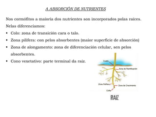 Nutrición vexetais | PPT