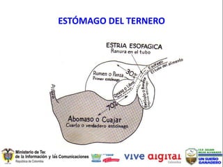 Nutrición y alimentación bovina | PPTX