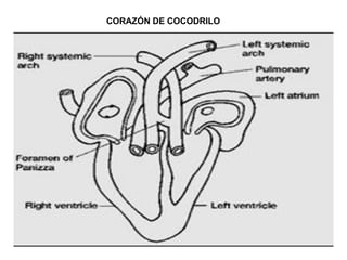 NUTRICION - CIRCULACION DE LOS ANIMALES. | PPT