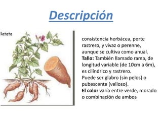 Nutricion camote | PPTX