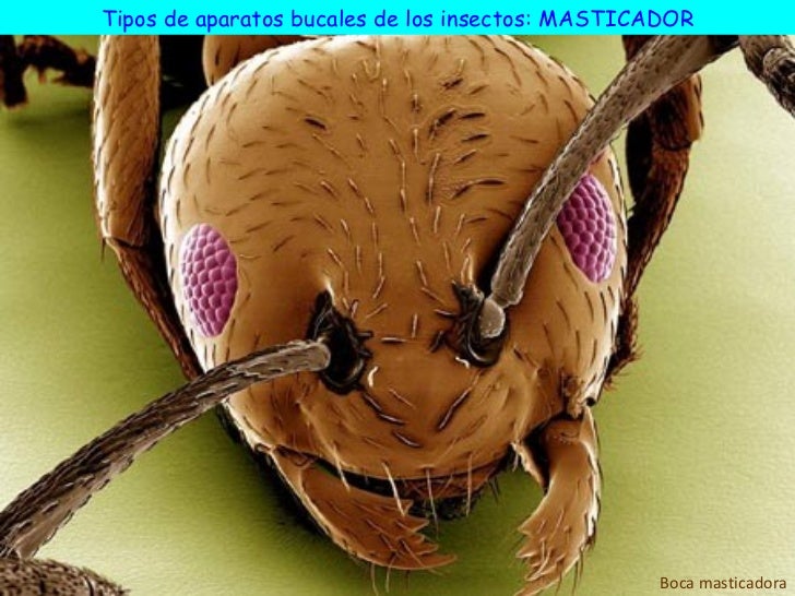 Nutricion invertebrados 1bach