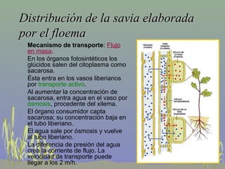 Nutricion plantas | PPT