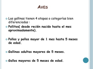 Nutricion pollo de engorde para sacar en 45 días.ppsx