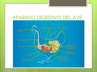 Nutricion y alimentacion en aves | PPTX