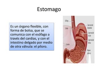 Nutricion y aparato digestivo | PPTX
