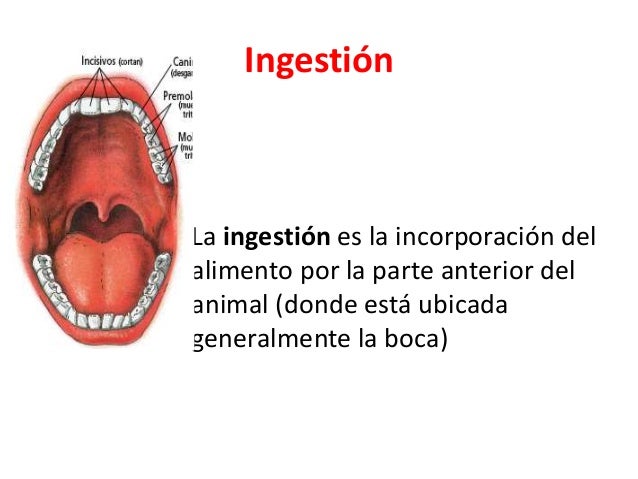 APARATO Nutricion y aparato digestivo