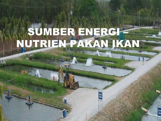BDPP_Pertemuan 7 Nutrien dan Pakan Ikan | PPTX | Agriculture | Industries