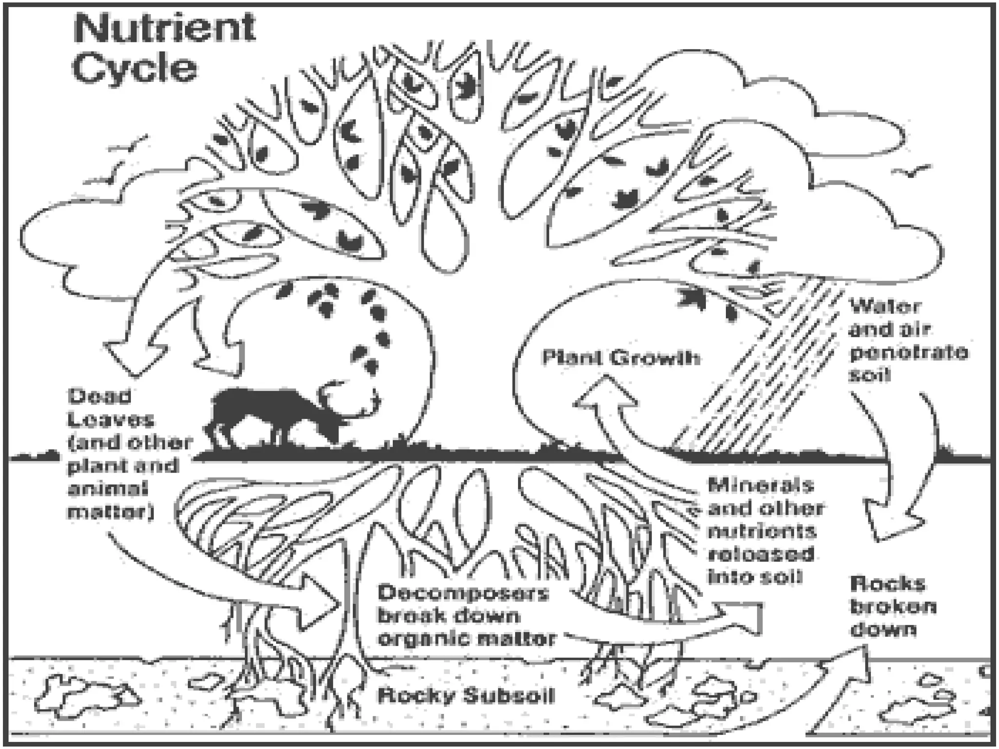 Nutrient Cycle | PPT