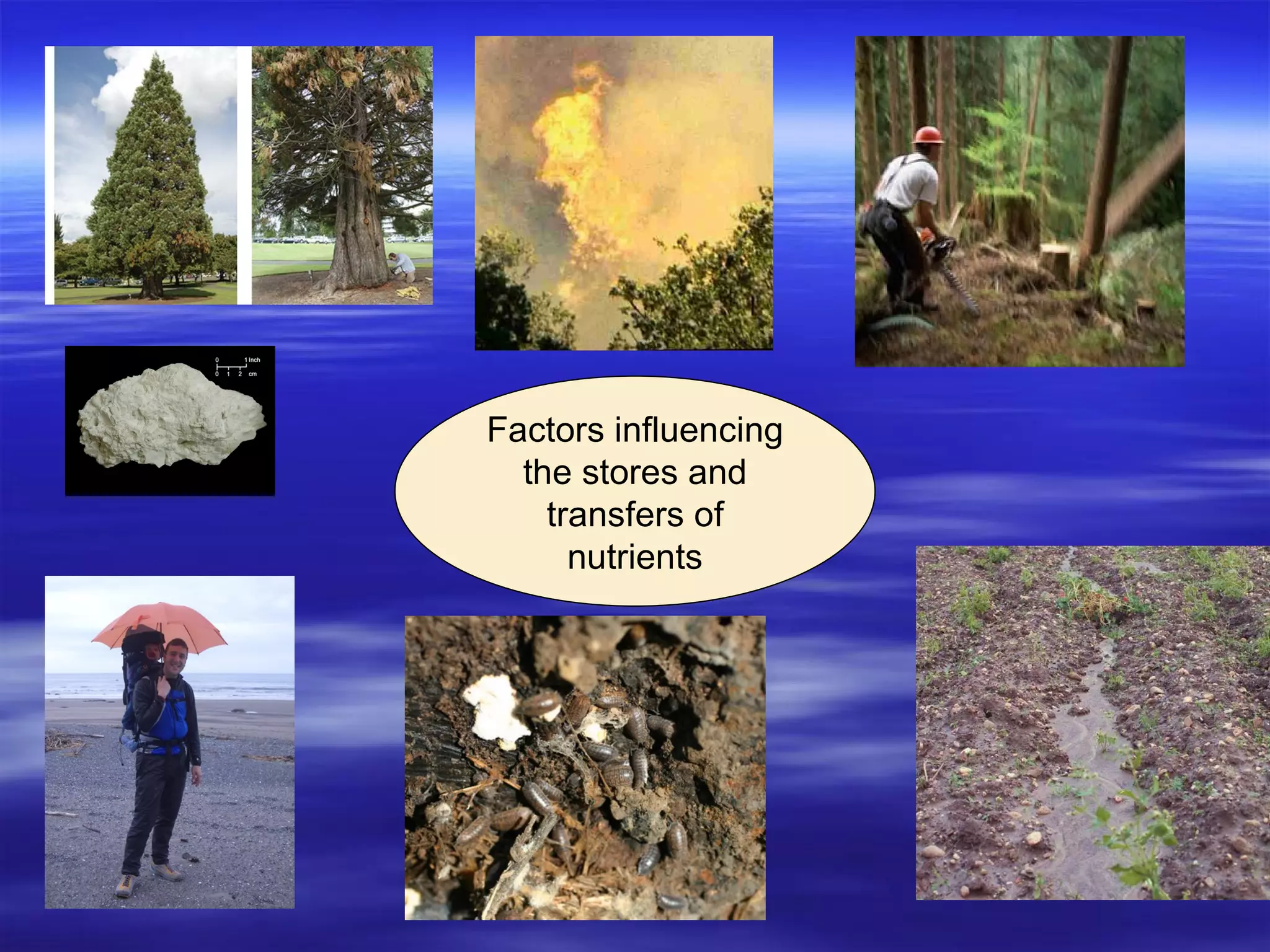 Nutrient Cycling | PPT