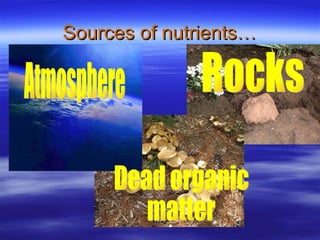 Nutrient Cycling | PPT