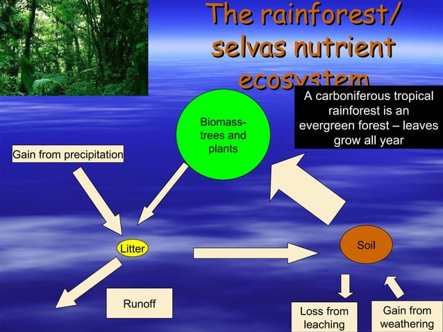 Nutrient Cycling | PPT