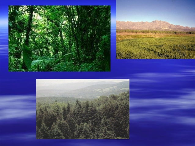 Nutrient Cycling | PPT