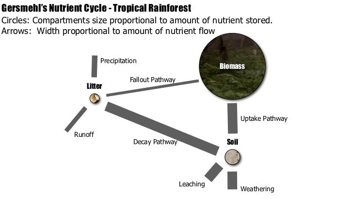 Ib Geography Ecosystems Nutrient Cycling