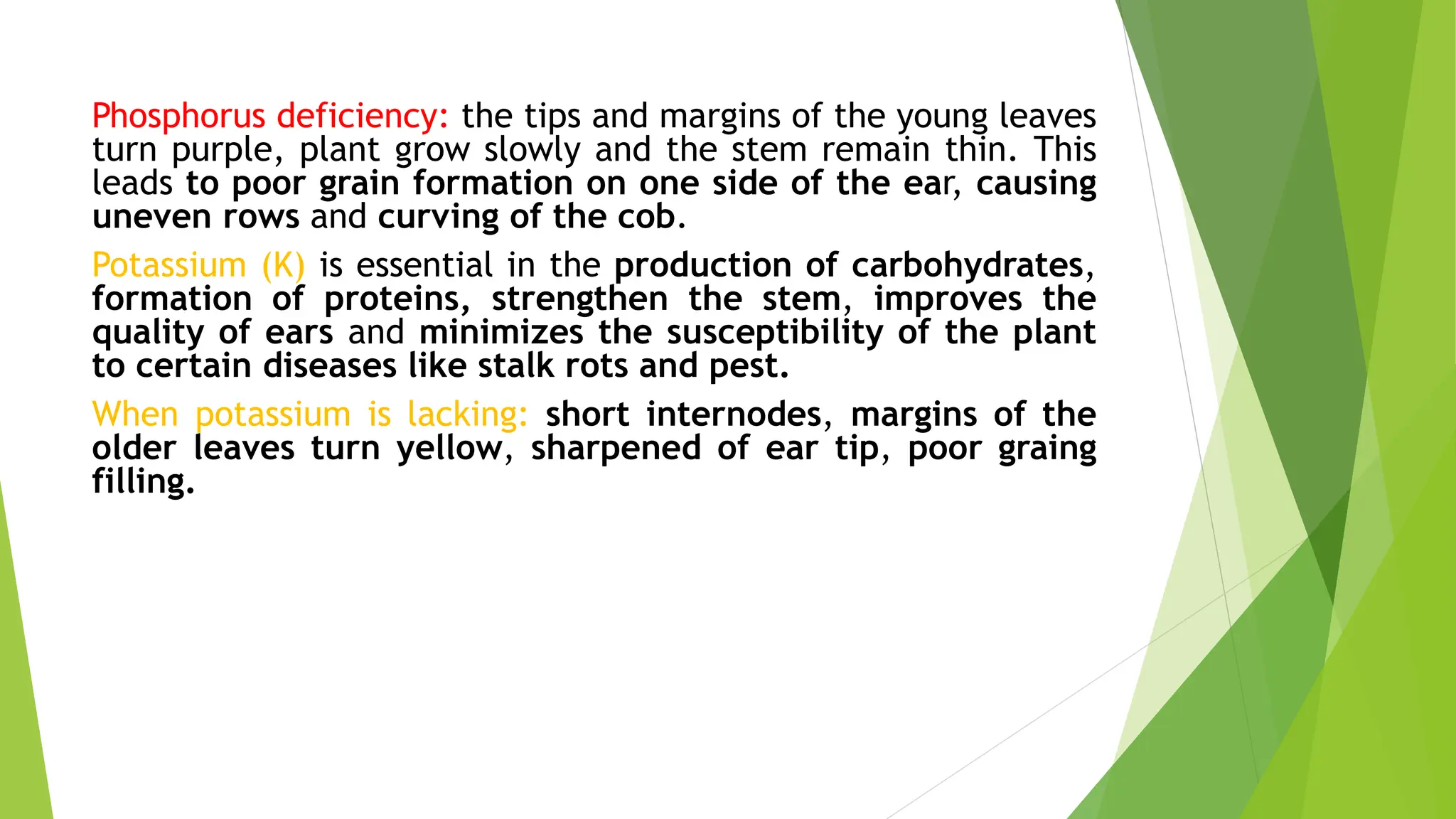 nutrient-management-of-corn.pptxSfklavFV | PPTX
