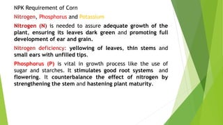 nutrient-management-of-corn.pptxSfklavFV | PPTX