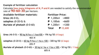 nutrient-management-of-corn.pptxSfklavFV | PPTX