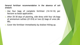 nutrient-management-of-corn.pptxSfklavFV | PPTX