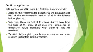 nutrient-management-of-corn.pptxSfklavFV | PPTX