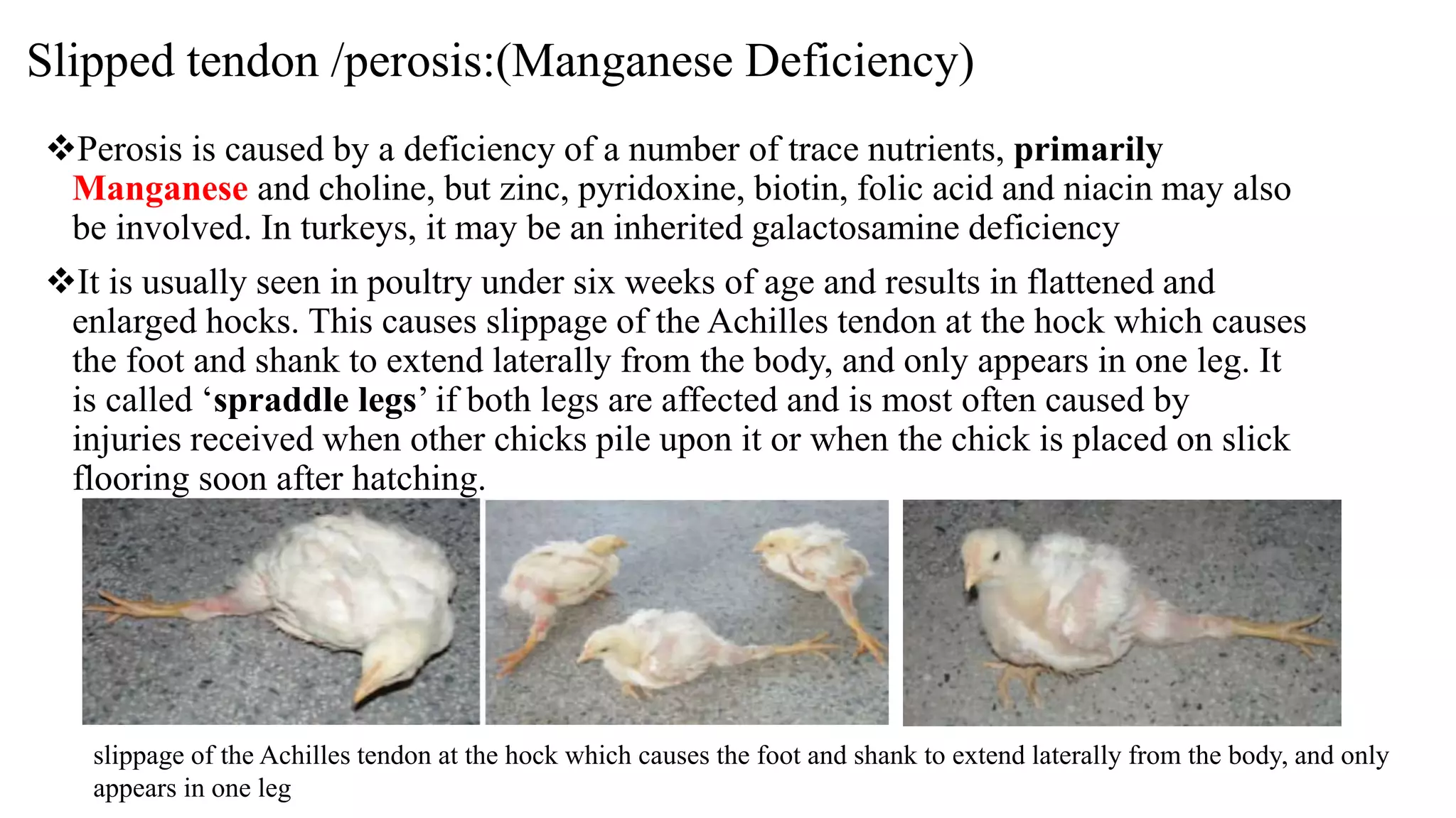 NUTRIENT DEFICIENCIES IN POULTRY-5.pptx