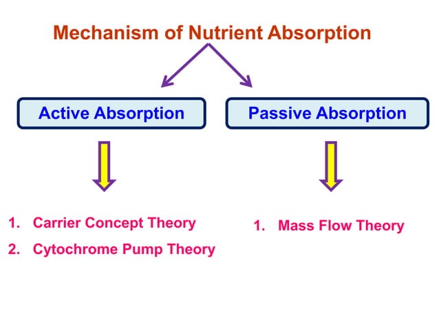 nutrient absorb.ppt