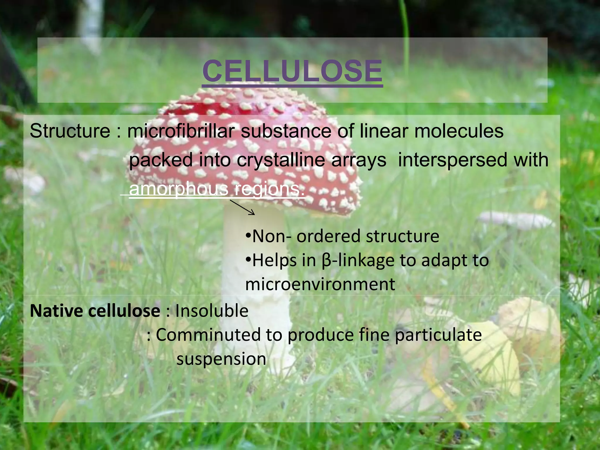 Fungal Nutrient Acquisition: Disaccharides and Cellulose | PPTX | Chemistry | Science