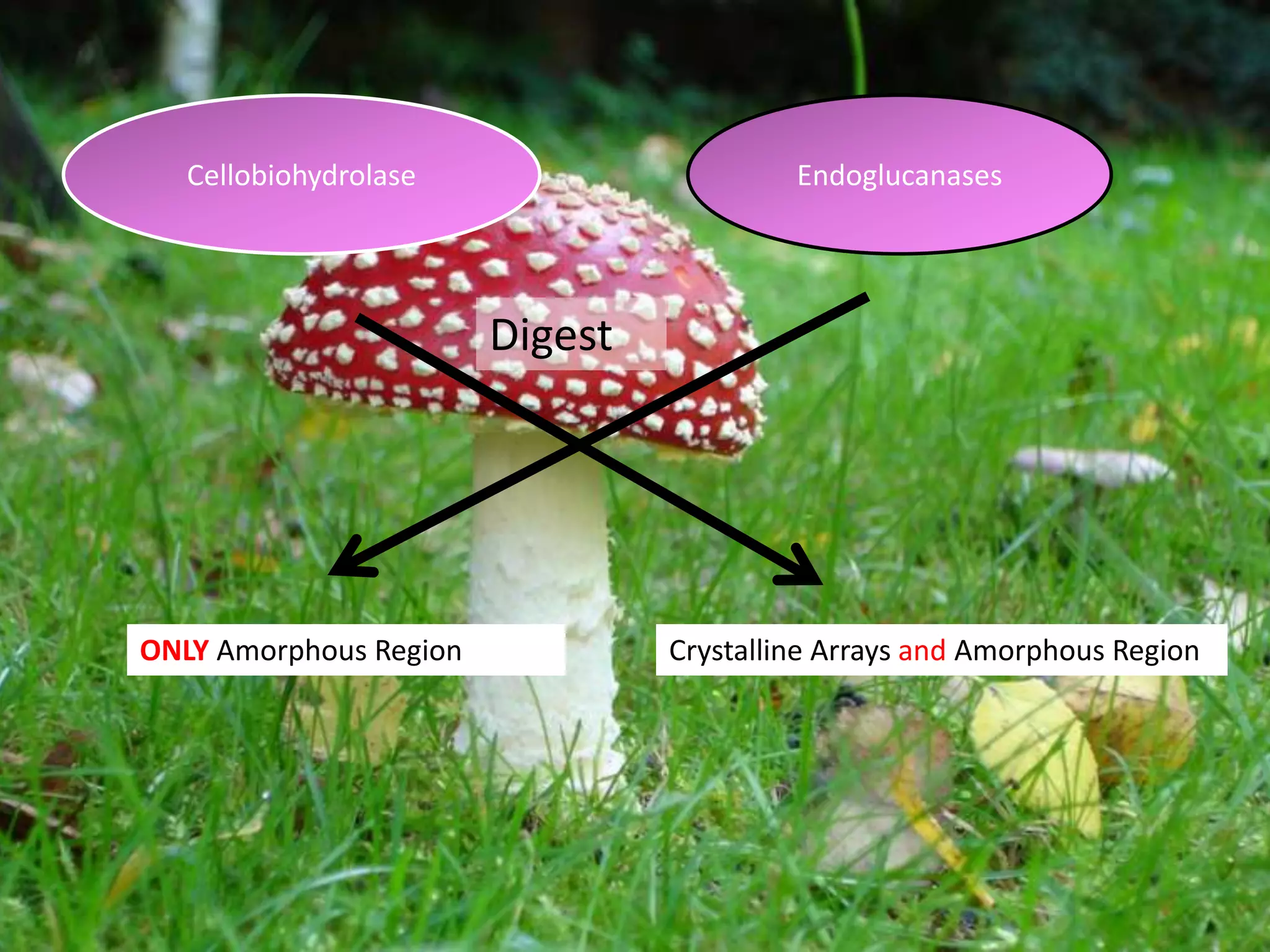 Fungal Nutrient Acquisition: Disaccharides and Cellulose | PPTX | Chemistry | Science