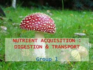 Fungal Nutrient Acquisition: Disaccharides and Cellulose | PPTX ...