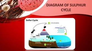 NUTRIENT CYCLE.pptx