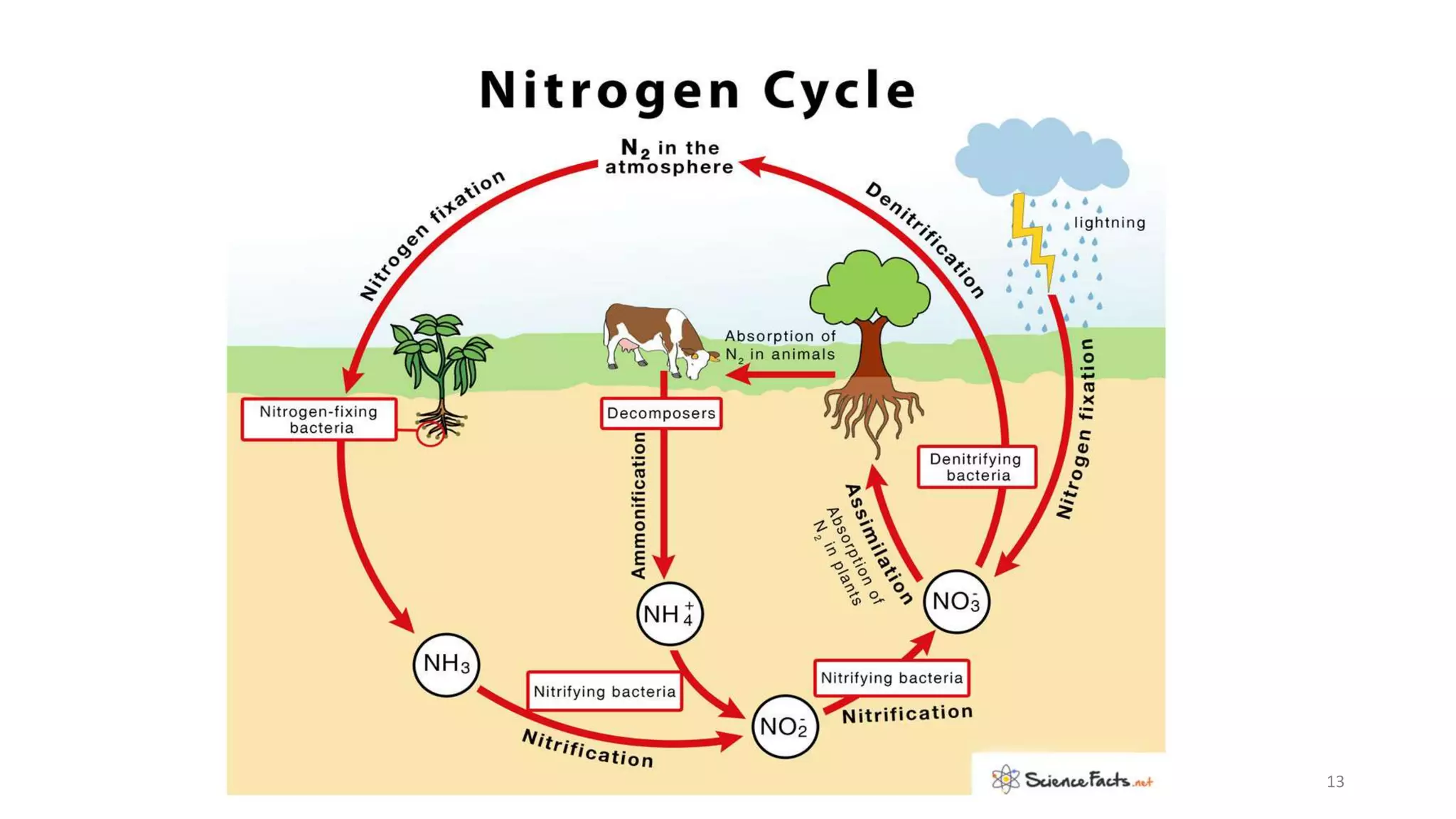 Nutrient Cycle.pptx