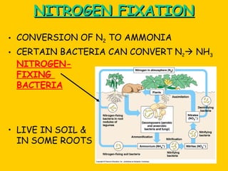 Nutrient cycles for blog | PPT