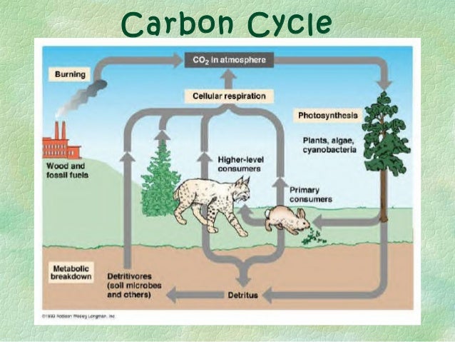 Nutrient cycles presentation