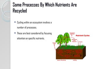 Nutrient cycling | PPT