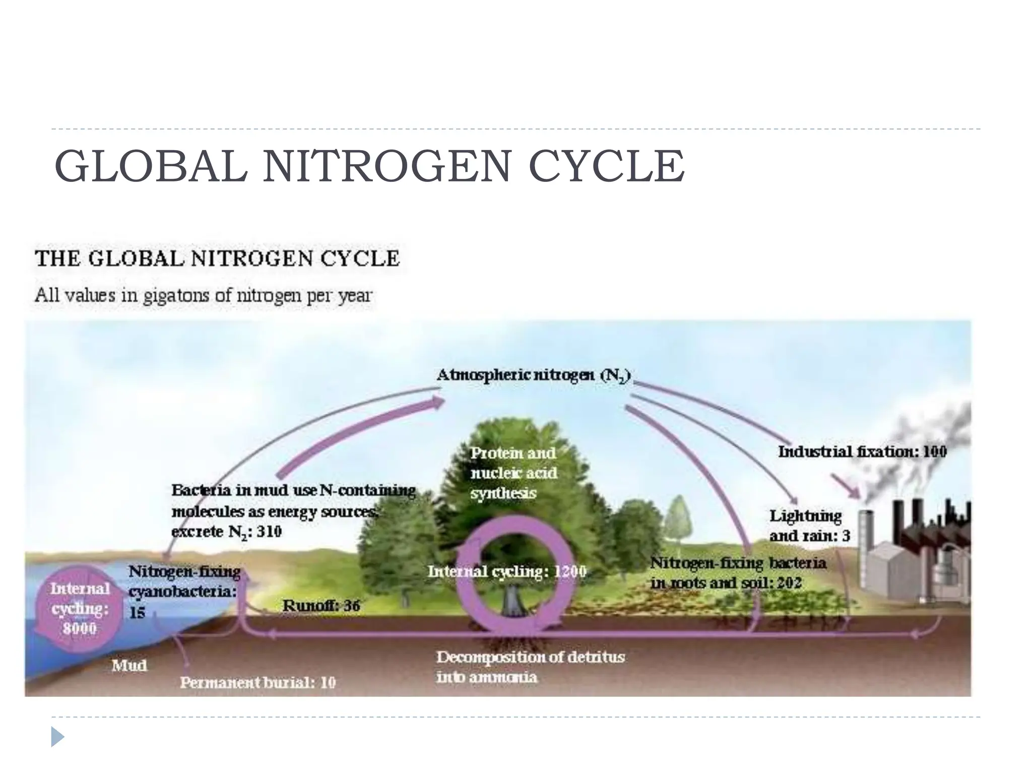 NutrientCycling.ppt | Science
