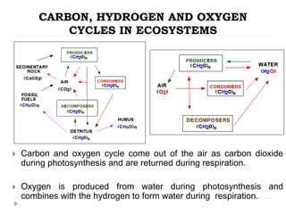 NutrientCycling.ppt | Science