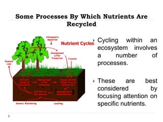 NutrientCycling.ppt | Science