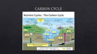 Nutrient Cycling and retention.pptx