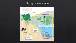 Nutrient Cycling and retention.pptx