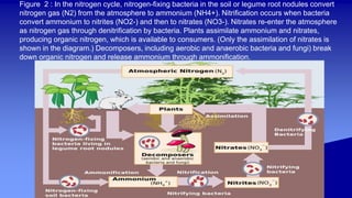 NUTRIENT CYCLING IN NATURE.pptx