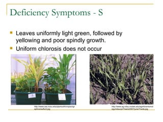 Nutrient deficiency in plants | PPT