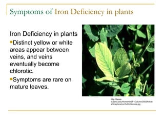 Nutrient deficiency in plants | PPT