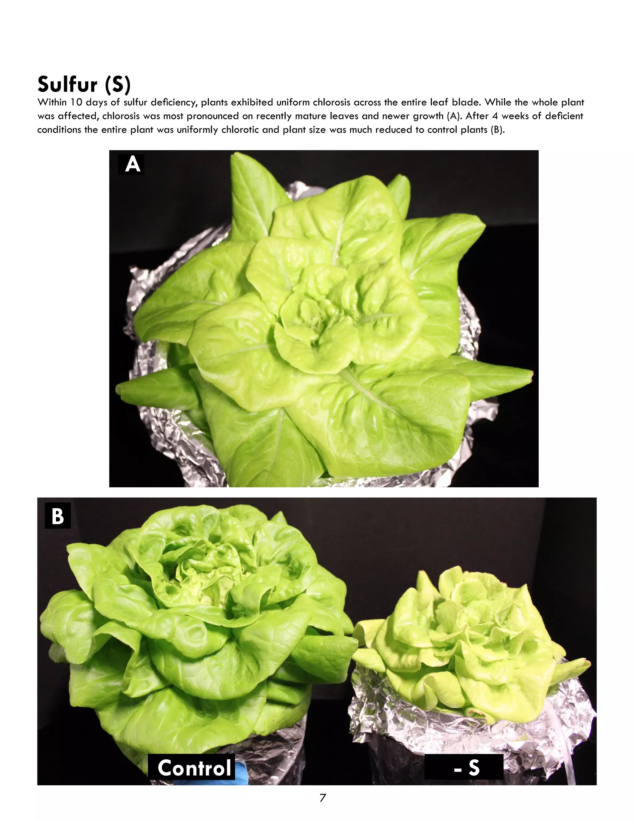 Nutrient deficiencies in lettuce | PDF