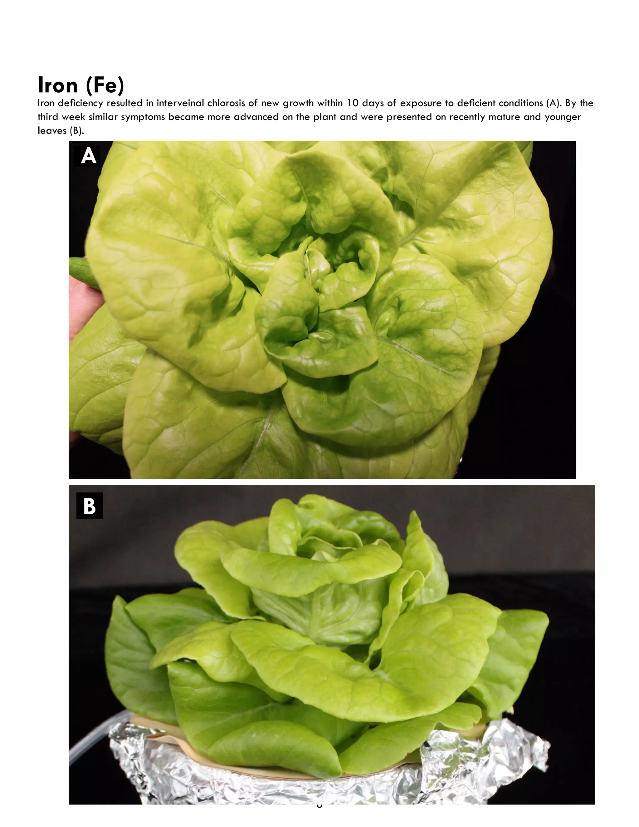 Nutrient deficiencies in lettuce | PDF