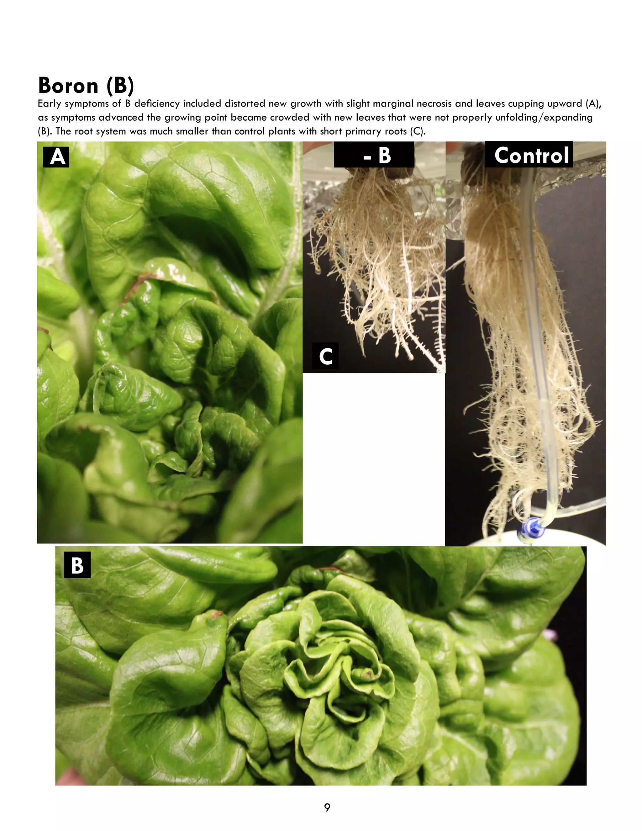 Nutrient deficiencies in lettuce | PDF