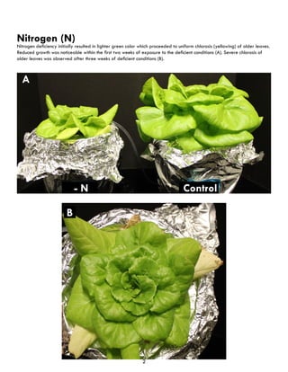 Nutrient deficiencies in lettuce | PDF