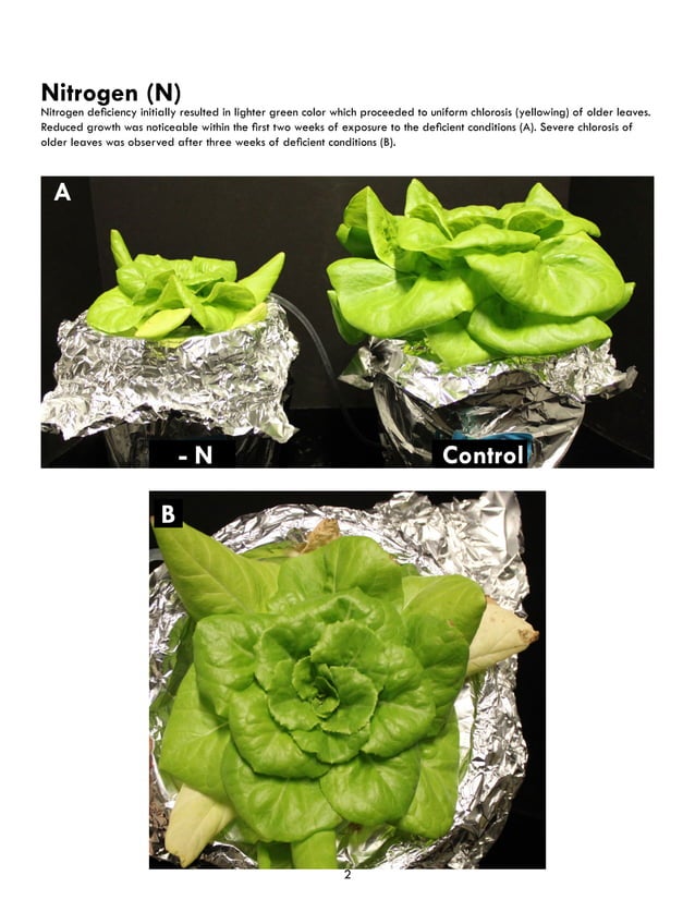 Nutrient deficiencies in lettuce | PDF
