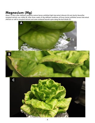 Nutrient deficiencies in lettuce | PDF